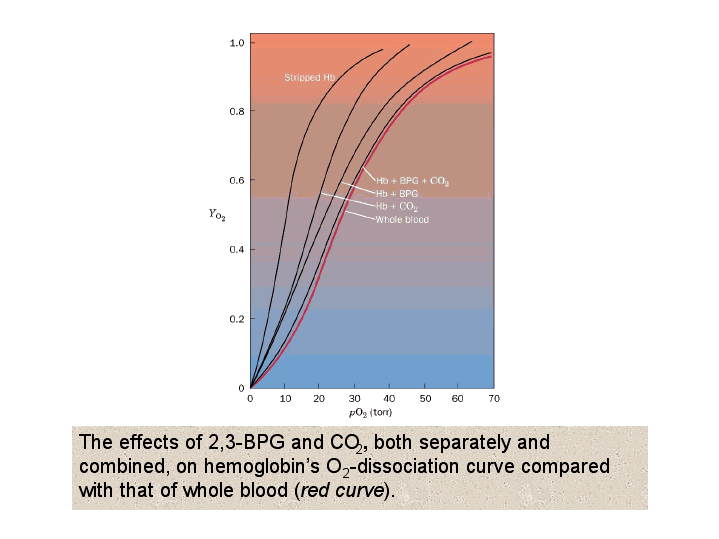 The Effects Of 2 3 BPG And CO2 Both Separately And Combined On