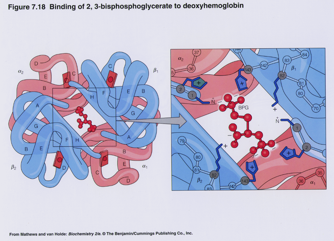 2 3 BPG Binding By Hemoglobin